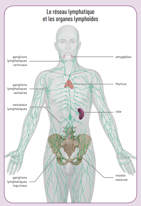 Folliculaire | Ellye